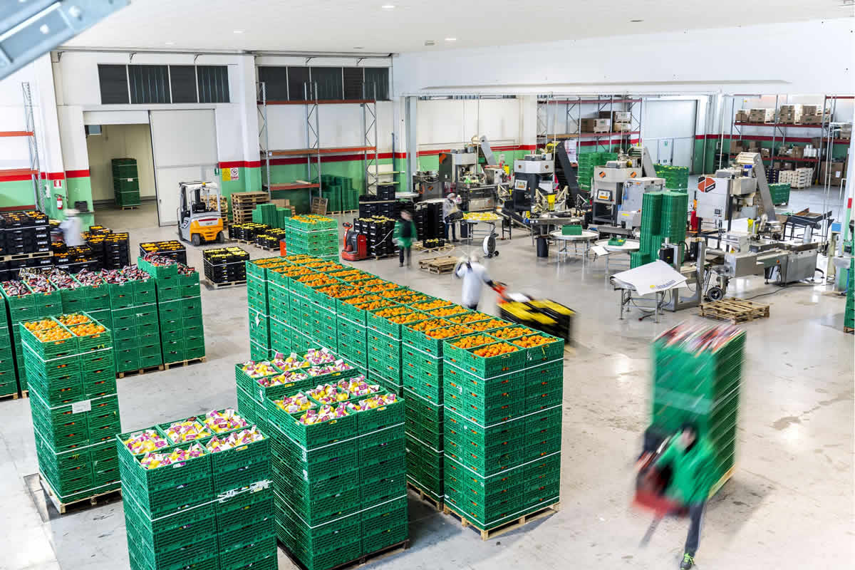 About us – Agrofruit