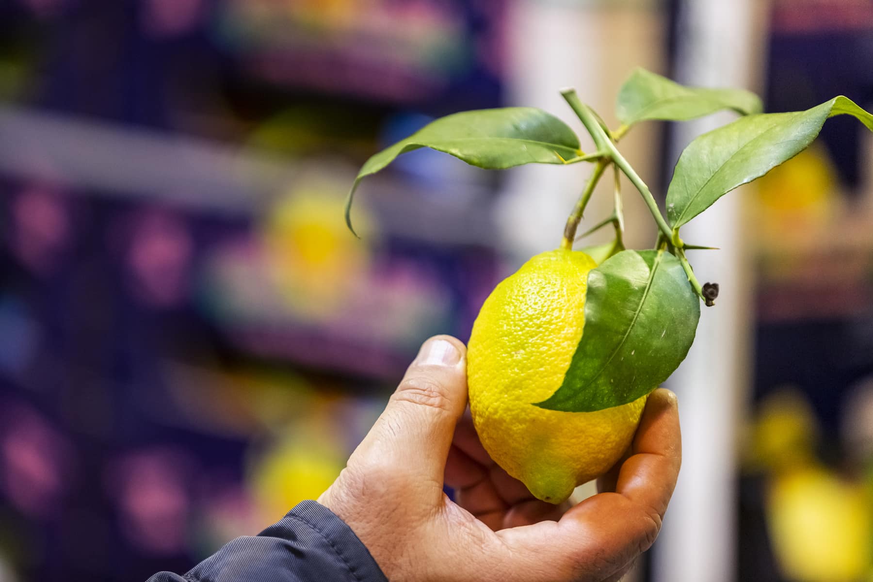 Quality fruits and vegetables – Agrofruit