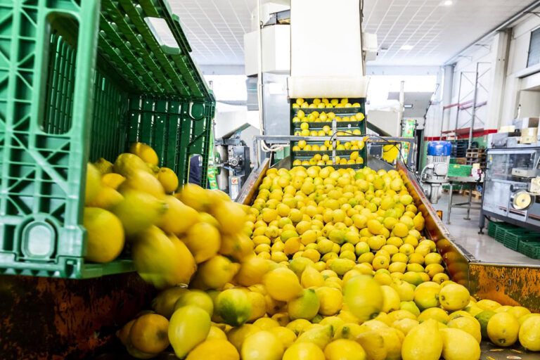 Quality fruits and vegetables – Agrofruit
